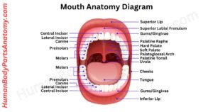 Mouth Anatomy: Complete Guide with Parts, Names & Diagram