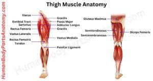 Complete Guide to Thigh Anatomy: Learn Parts, Names & Diagram