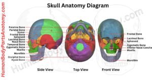 Skull Anatomy: Complete Guide with Parts, Names & Diagram