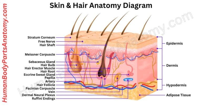 Complete Guide to Finger Anatomy with Parts, Names & Diagram