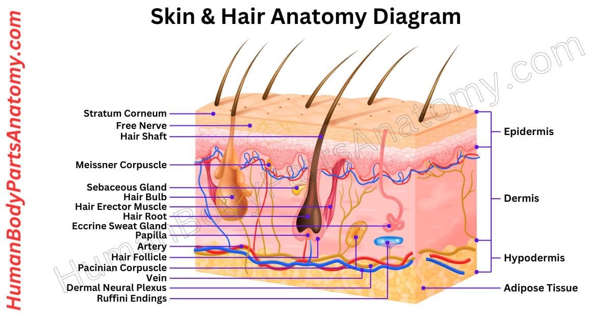 Complete Guide to Finger Anatomy with Parts, Names & Diagram