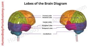 Lobes of the Brain: Complete Guide with Functions & Diagram