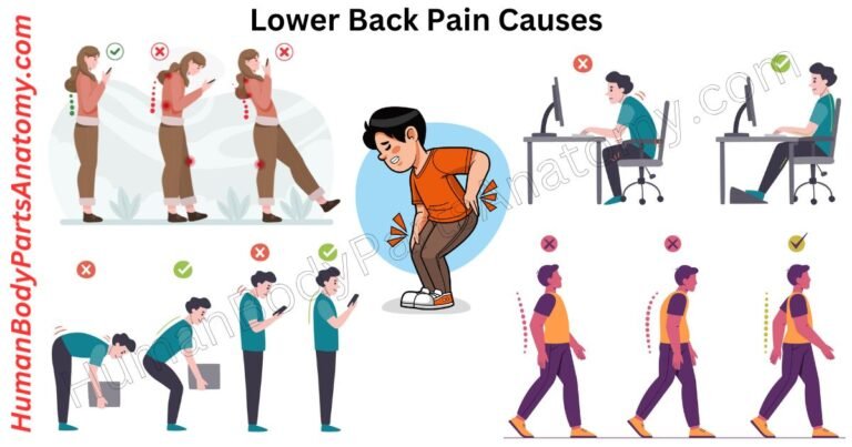 Lower Back Pain Causes: Symptoms, Risks & Common Reasons