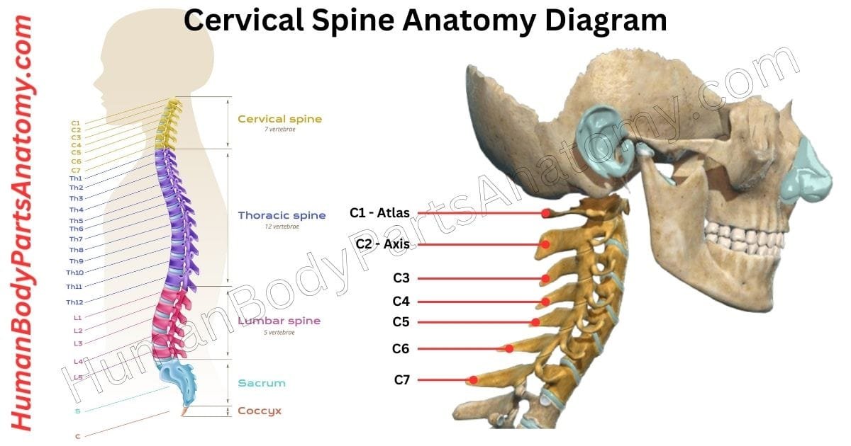 Cervical Spine Anatomy Vertebrae Muscles Functions Diagram Cervical Spine Anatomy Vertebrae Muscles Functions Diagram