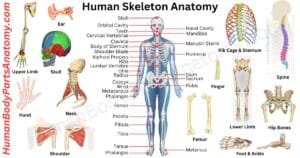 Human Skeleton Anatomy: All 206 Bones, Structure & Functions